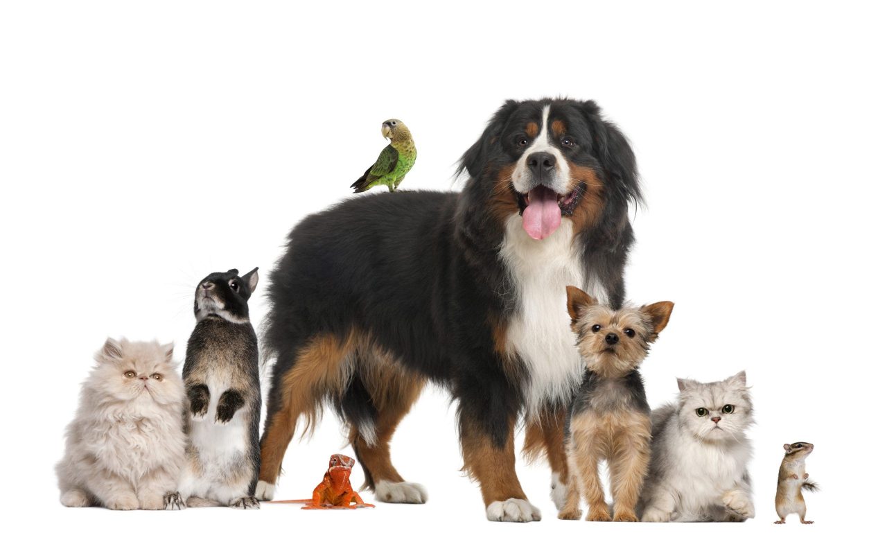 All Creatures Pet Sitting and Dog Walking - Phoenix, Scottsdale AZ
